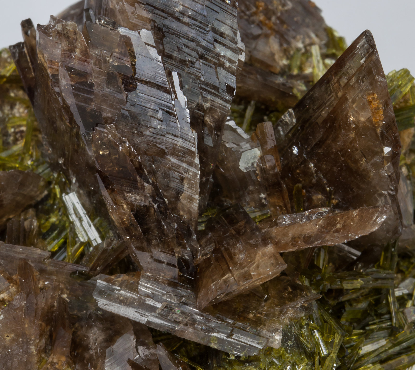 Axinite-(Mn) with Epidote - Cullhuay, Huaros District, Canta Province ...
