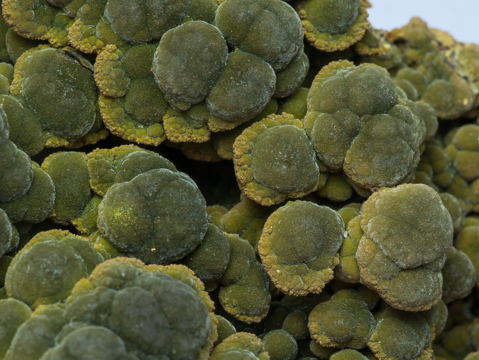 Mottramite - Ojuela Mine, level 35, Mapimí, Municipio Mapimí, Durango ...