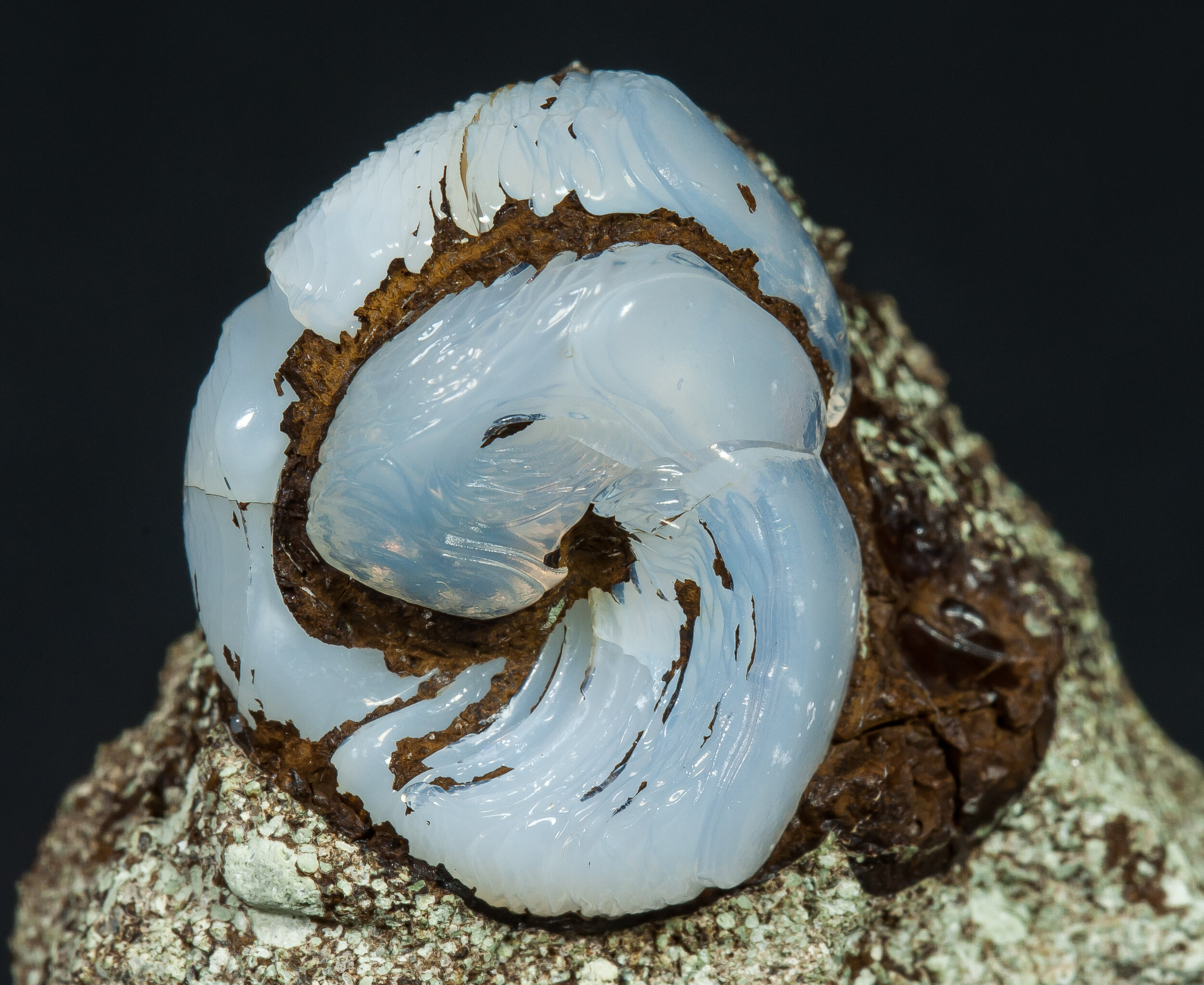 Opal-CT (variety lussatite) after fossil (Helix ramondi) - Les Rois ...