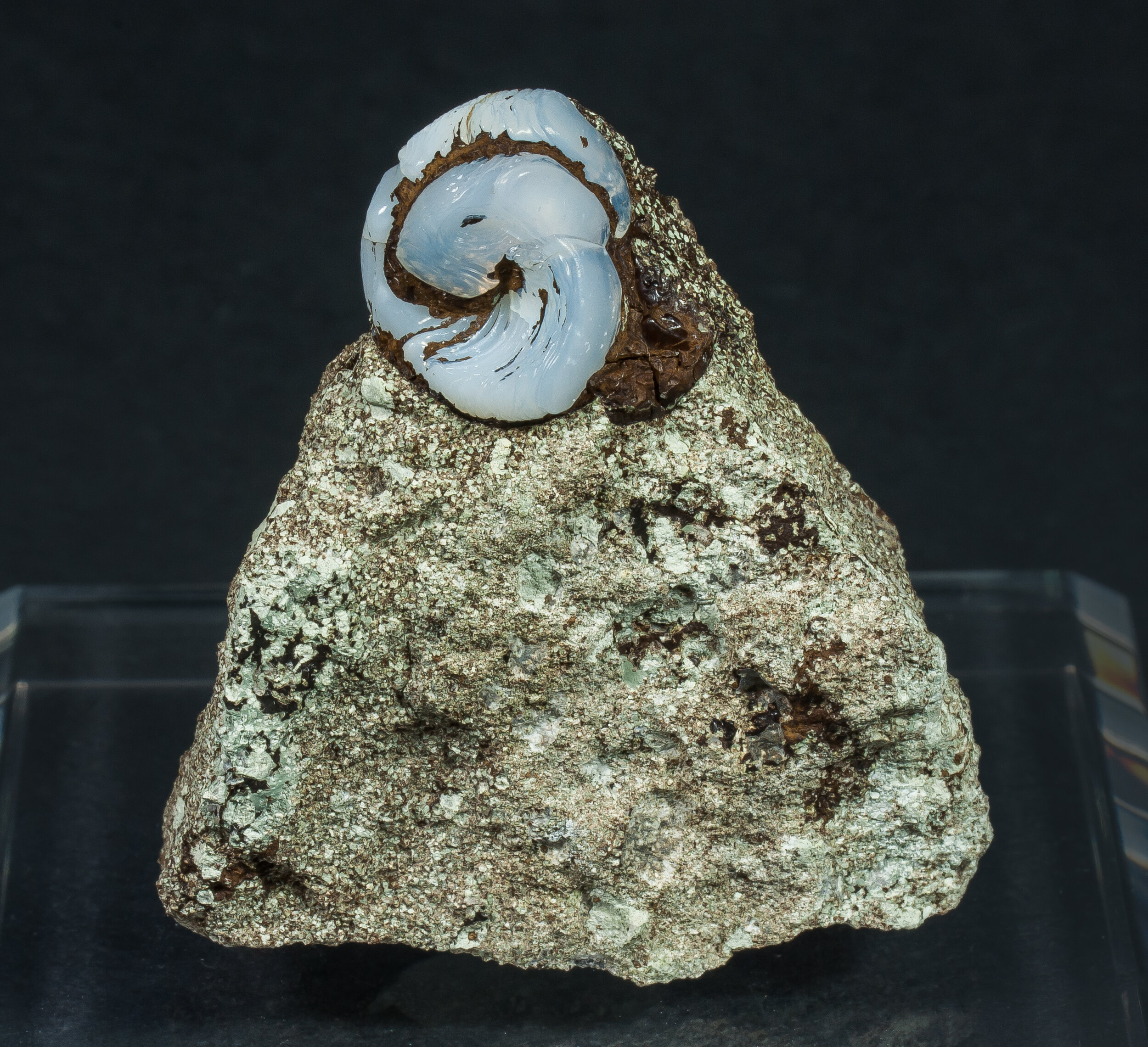 Opal-CT (variety lussatite) after fossil (Helix ramondi) - Les Rois ...