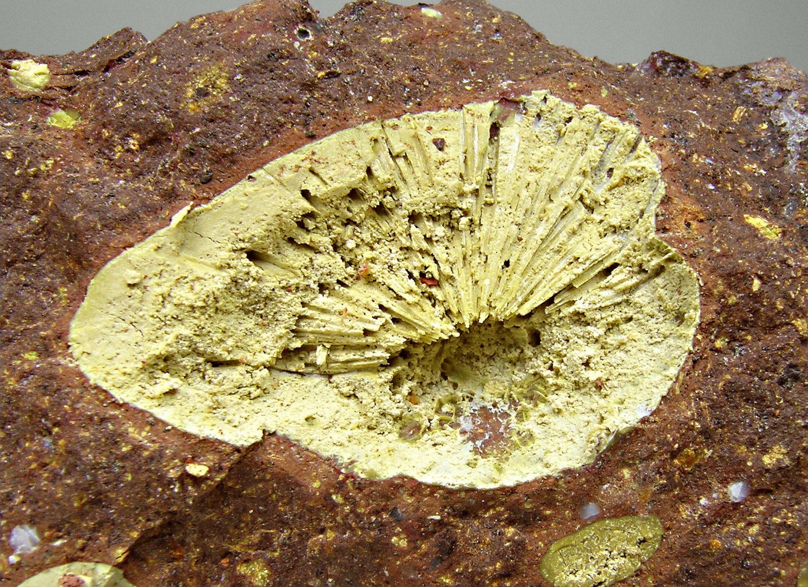 Nontronite (variety calcian) with Hollandite - Can Súria Quarry ...