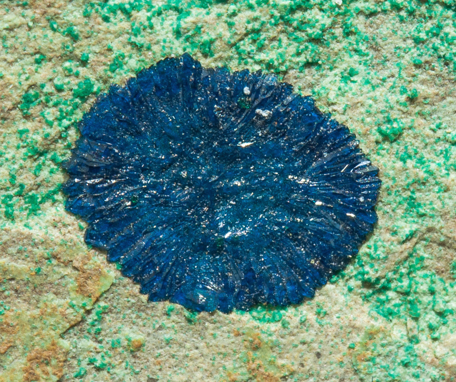 Cornetita - Mina L'Etoile du Congo, Lubumbashi (Elizabethville ...